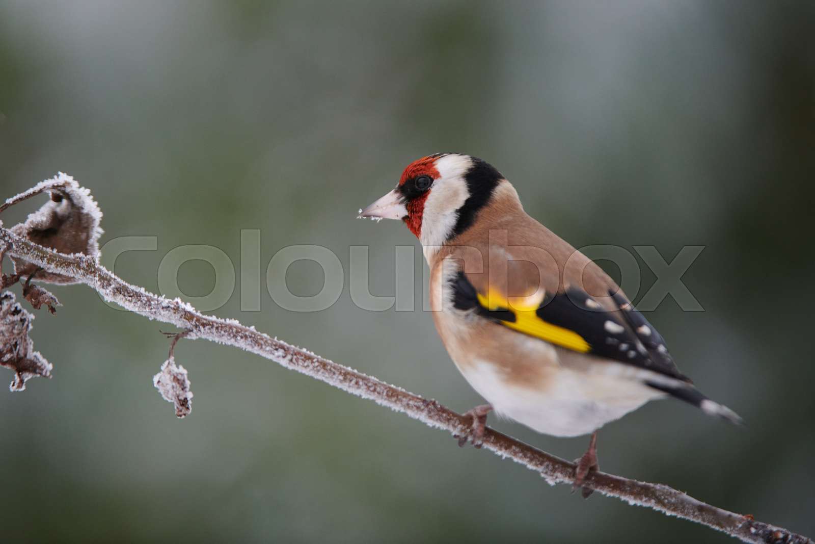 Stillits, Carduelis carduelis, European goldfinch, finke, fugl, farver ...
