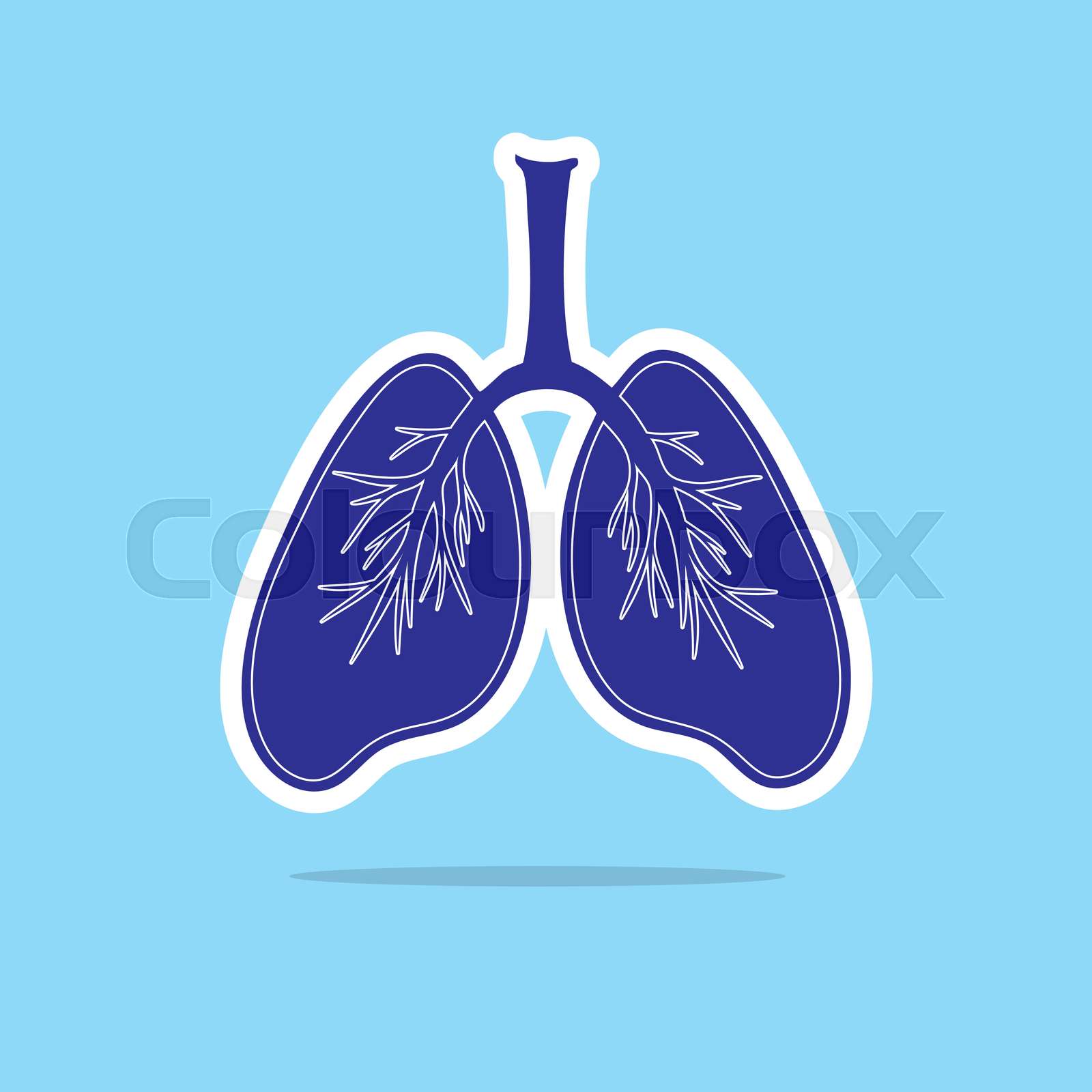 Healthy human lungs | Stock vector | Colourbox