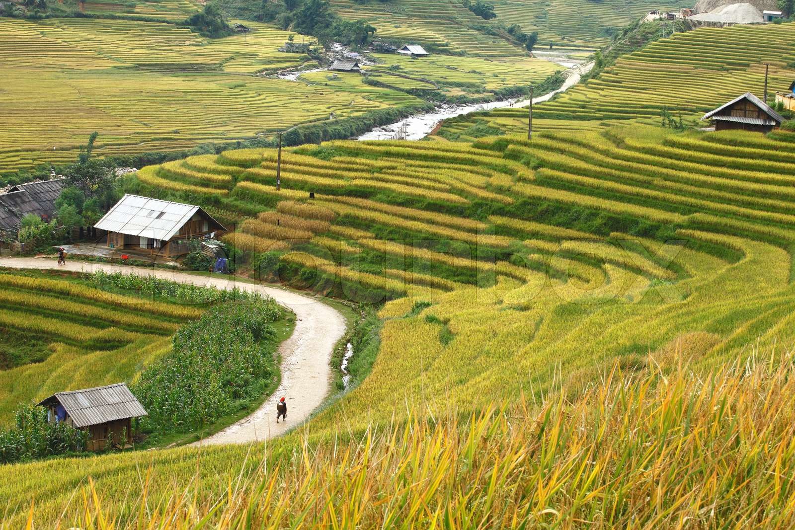 Rice terraces in the mountains in Sapa, Vietnam | Stock image | Colourbox