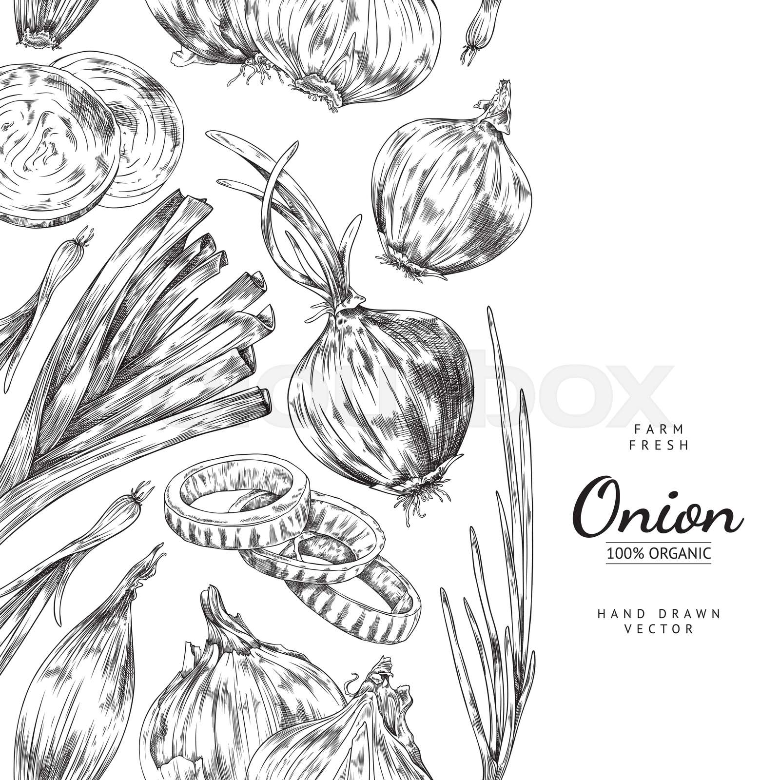 Vertical seamless border with hand drawn different onions sketch style ...