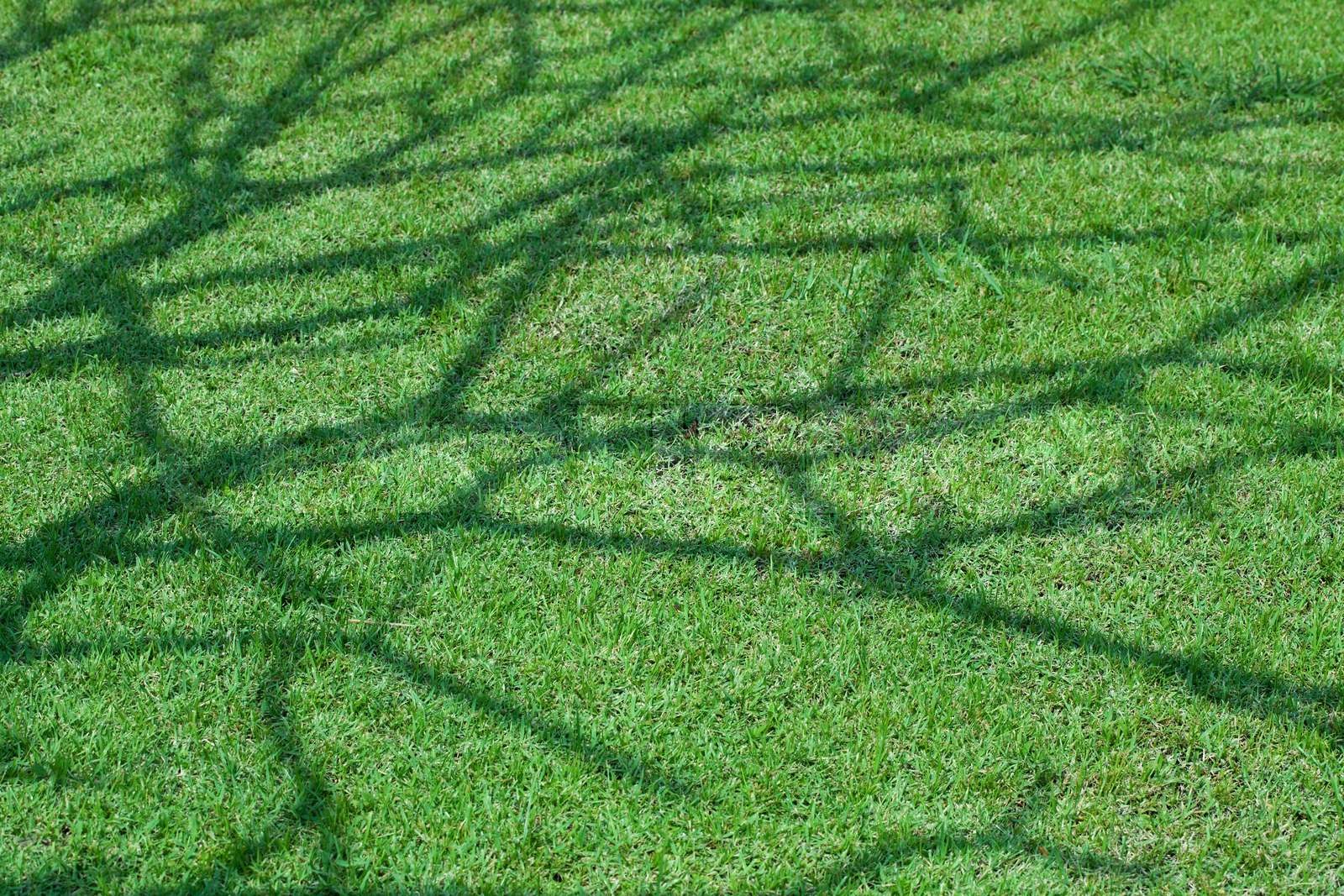Tree shadow on short green grass | Stock image | Colourbox