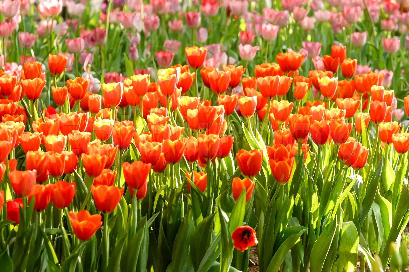 Orange Spring Flower Pictures