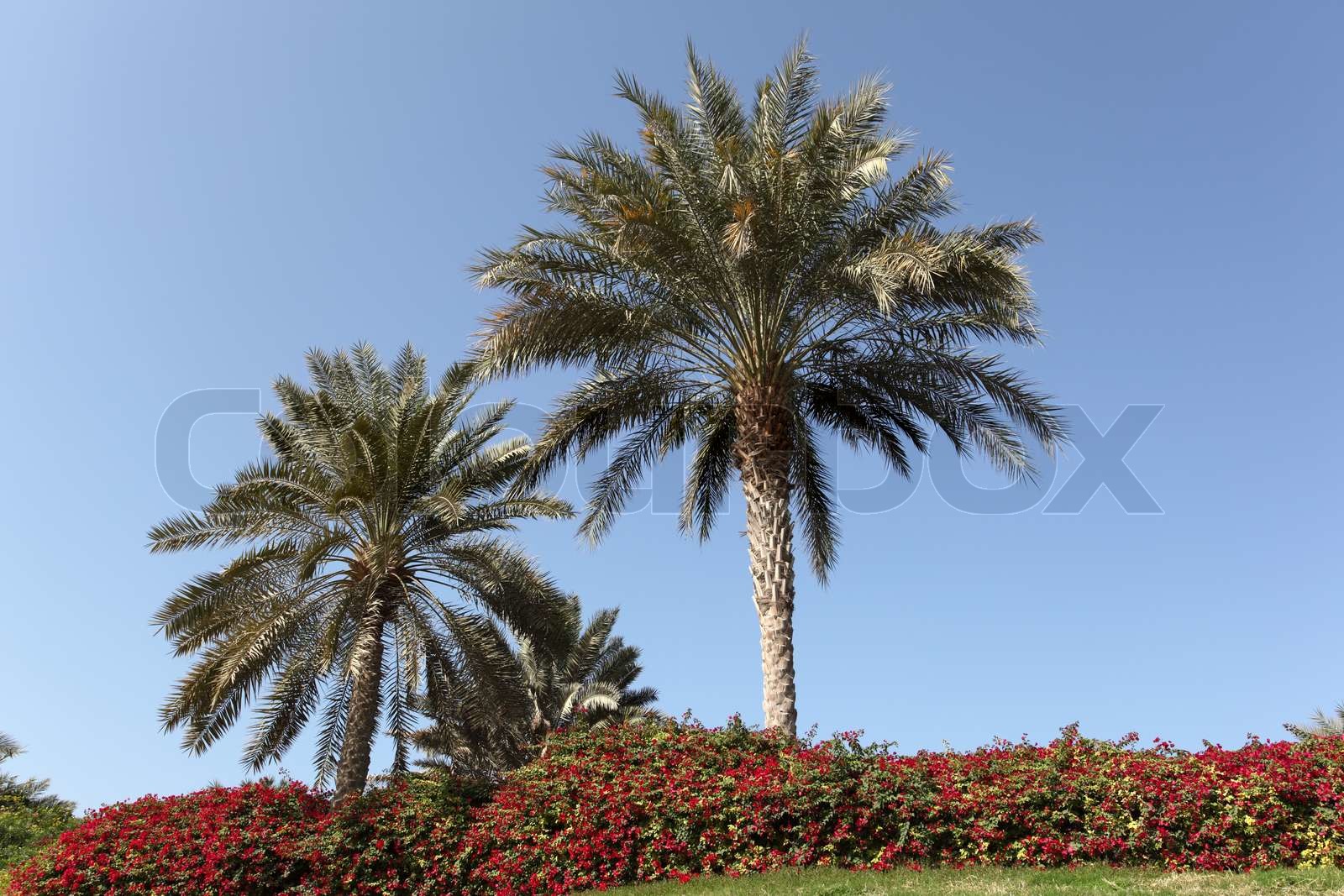Palm trees in Dubai, United Arab Emirates | Stock image | Colourbox