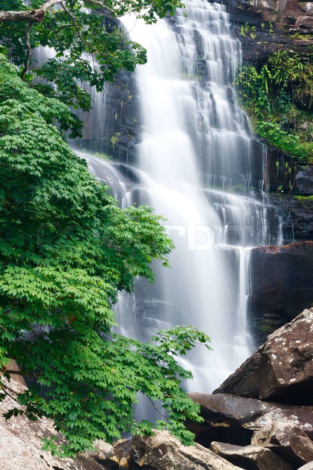 Beautiful waterfall and green maple tree | Stock image | Colourbox