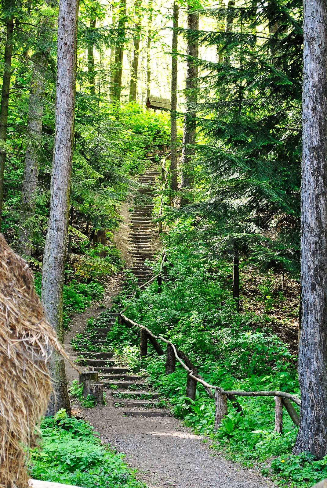 steps in the forest | Stock image | Colourbox