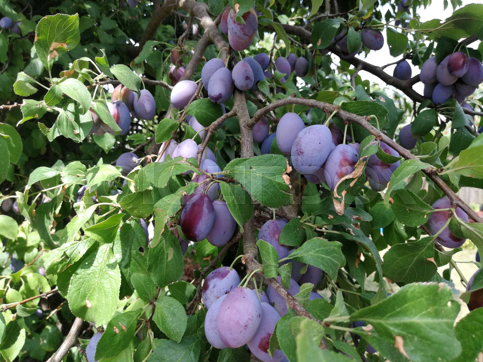 obst, obstplantage, garten | Stock Bild | Colourbox