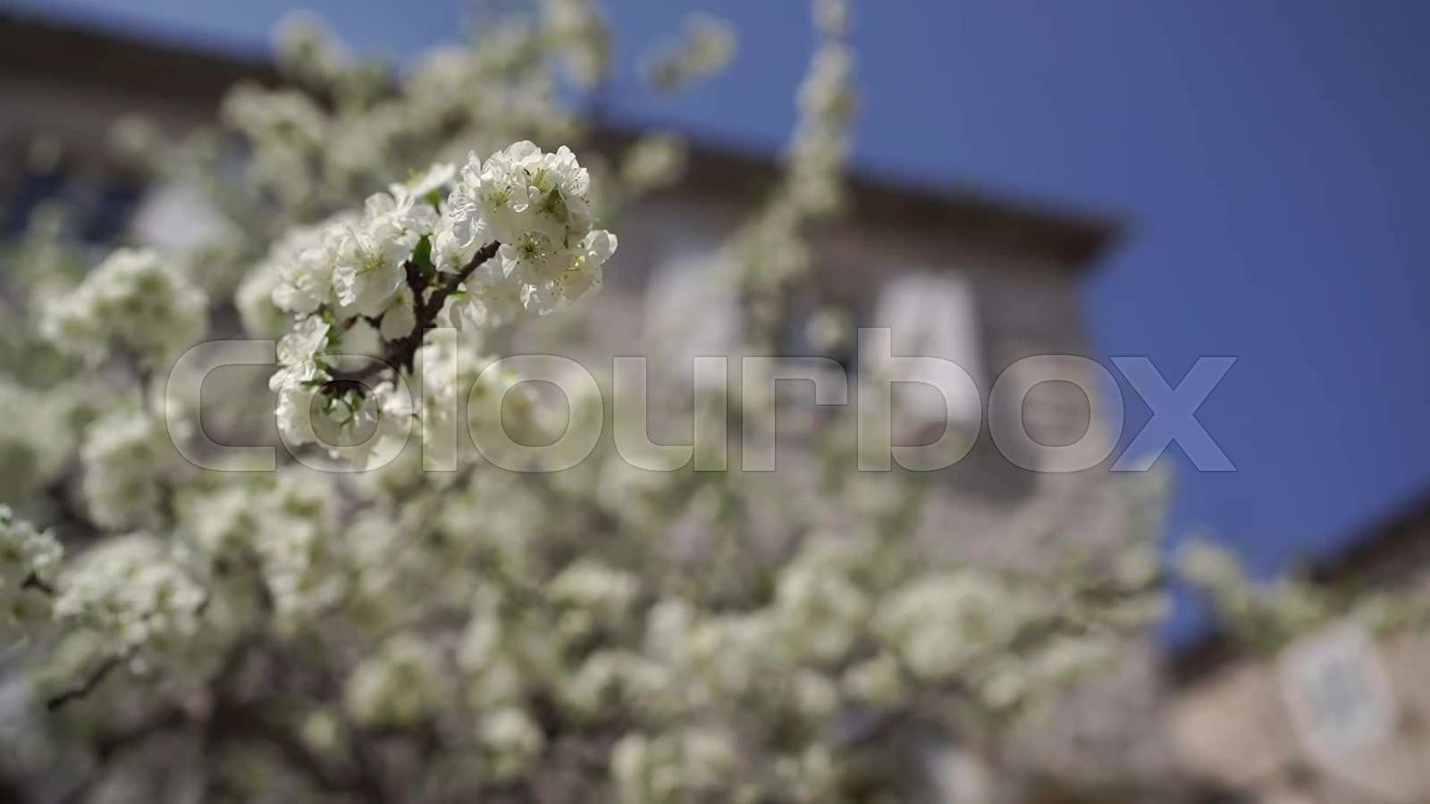 Branches of a flowering fruit tree flutter in the wind | Stock video ...