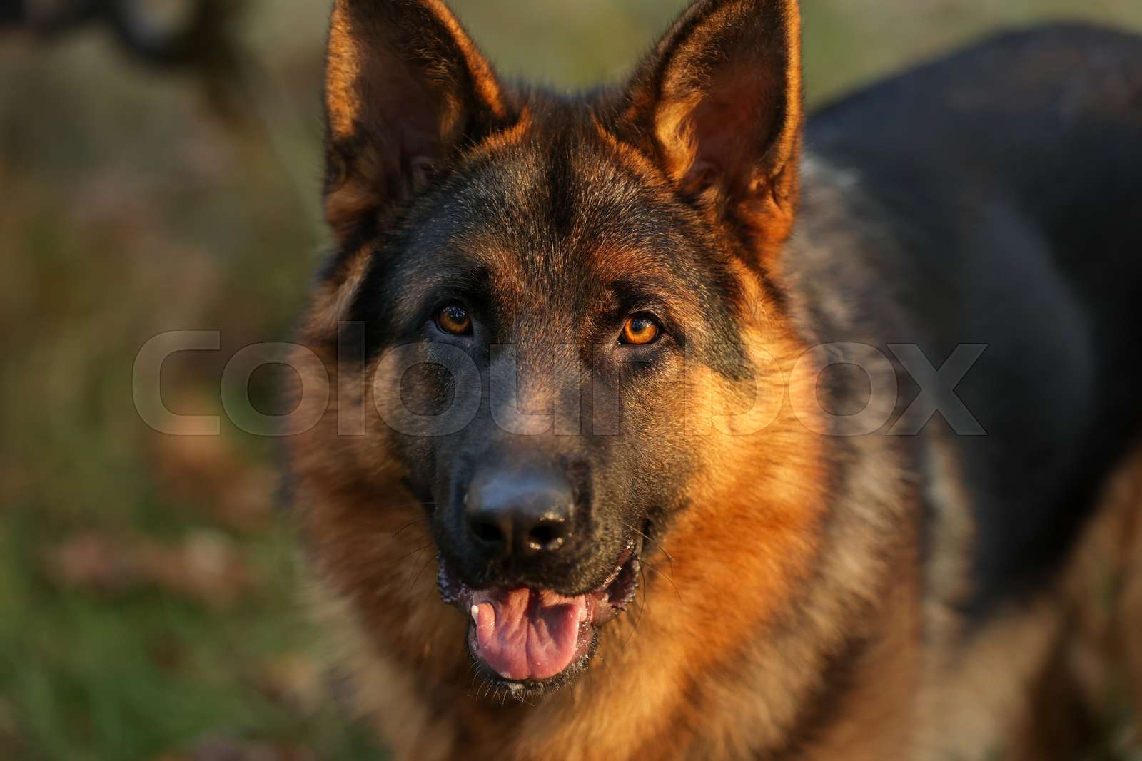 German Shepherd Face Close Up
