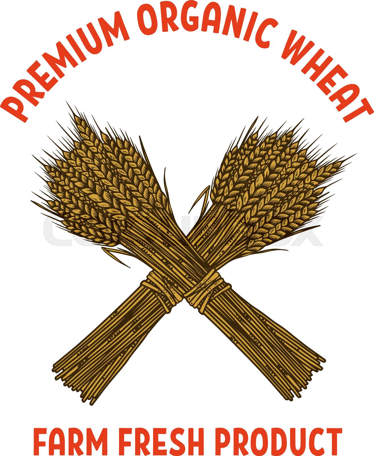 Illustration of sheaf of a wheat in engraving style. Design element for ...