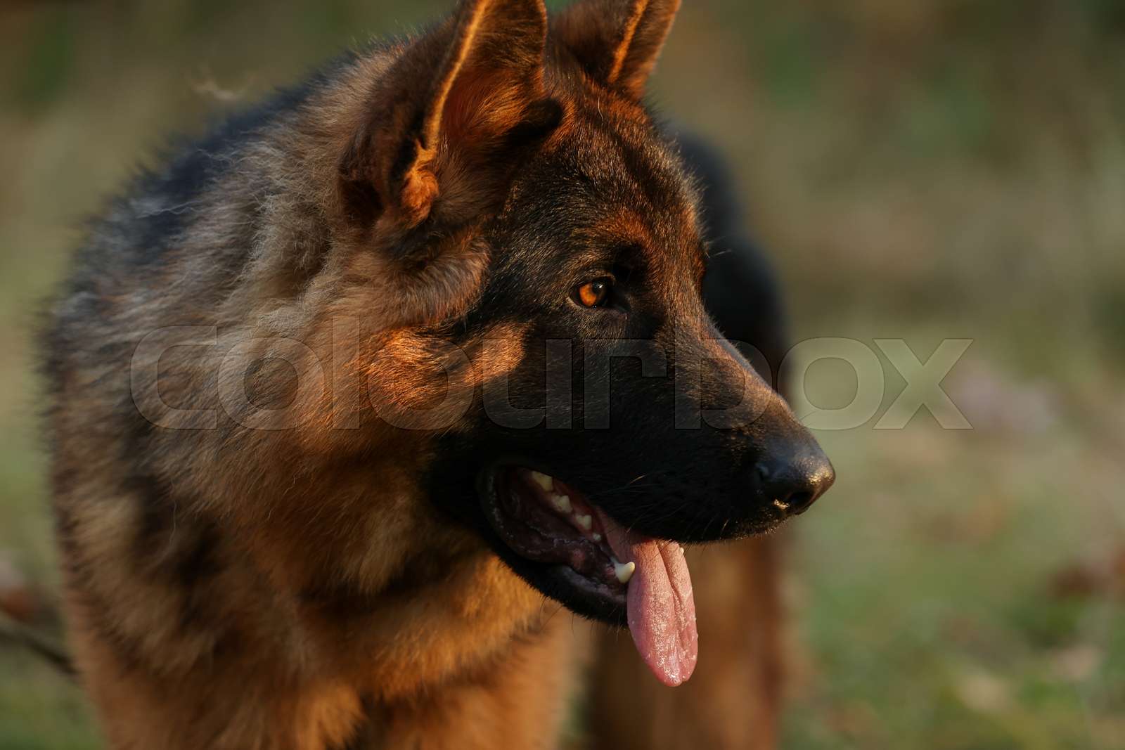 Dog German Shepherd Face
