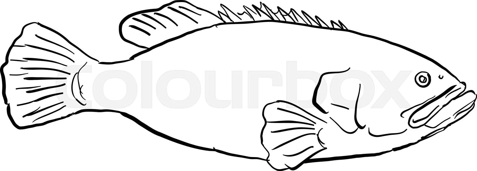 Giant grouper-HAWAII-FISH-DWG-BW-CUT | Stock vector | Colourbox