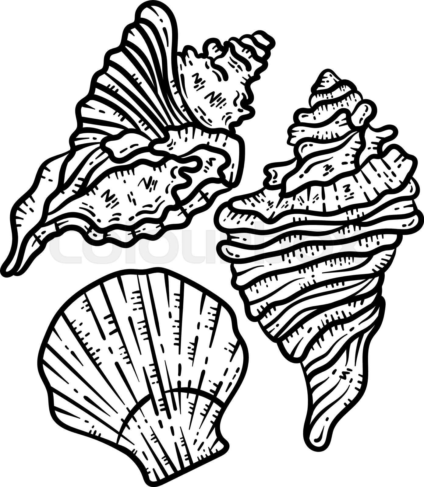 Conch Shell Line Drawing