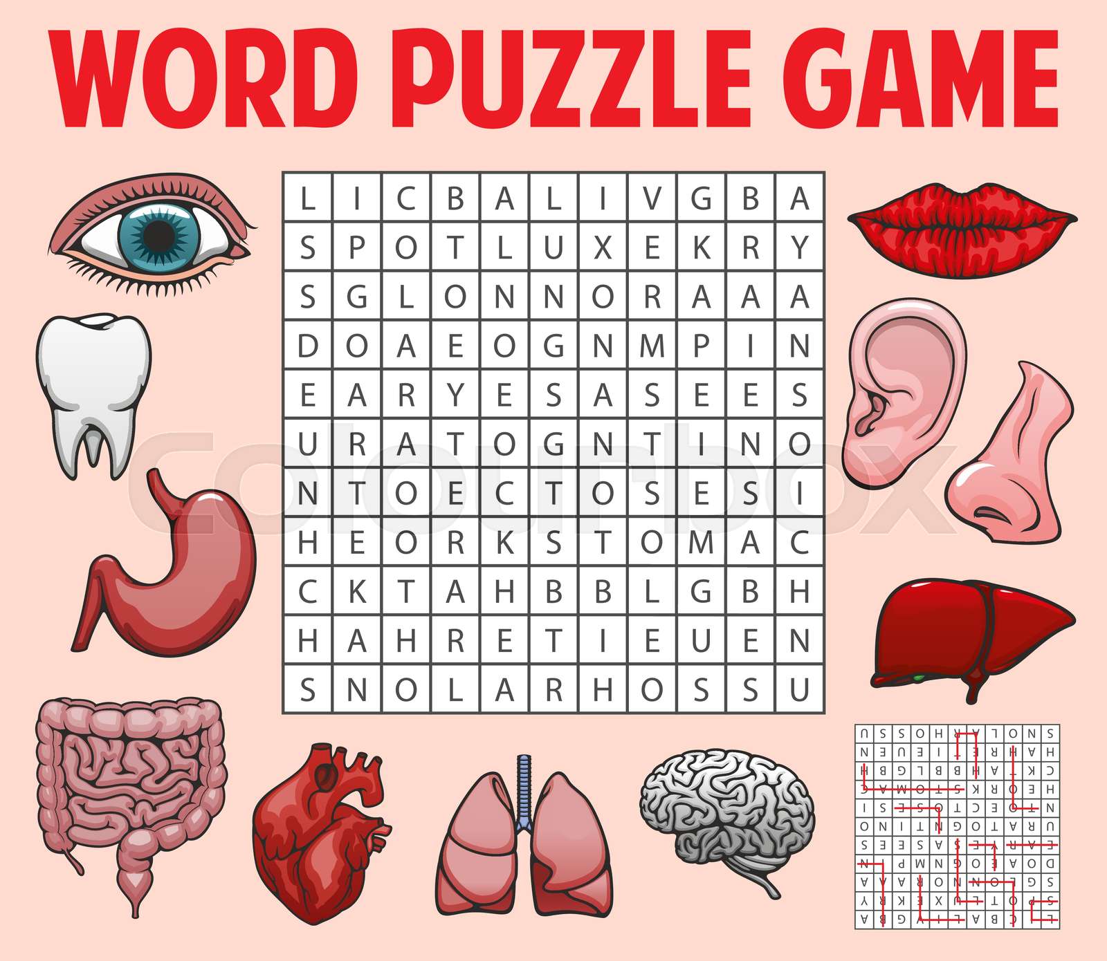 Human organs, body parts word search puzzle game | Stock vector | Colourbox