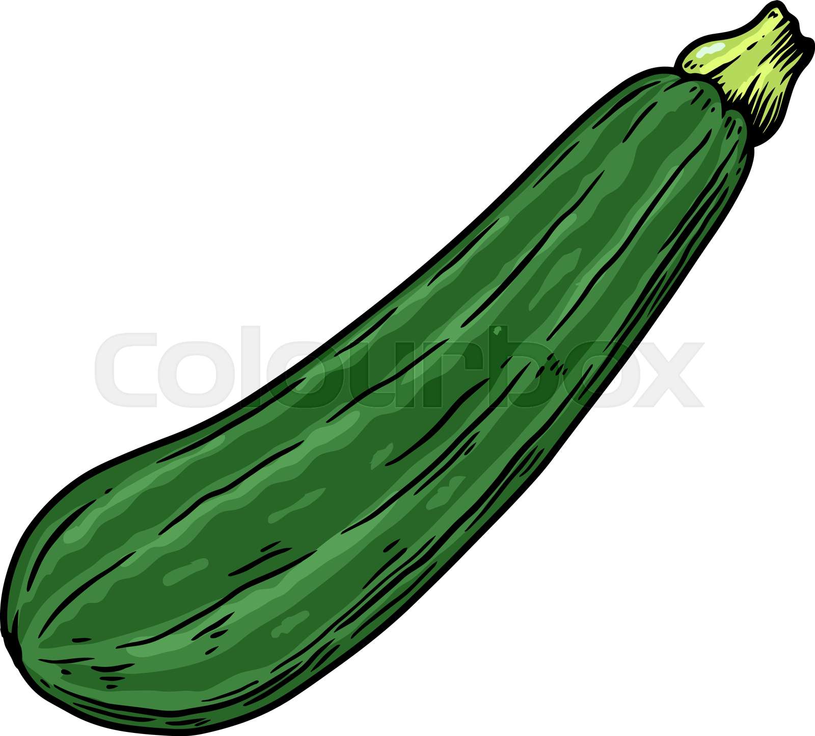 Illustration of squash in engraving style. Design element for poster ...