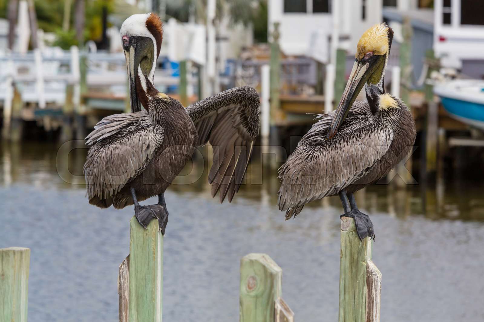 Pelican | Stock image | Colourbox