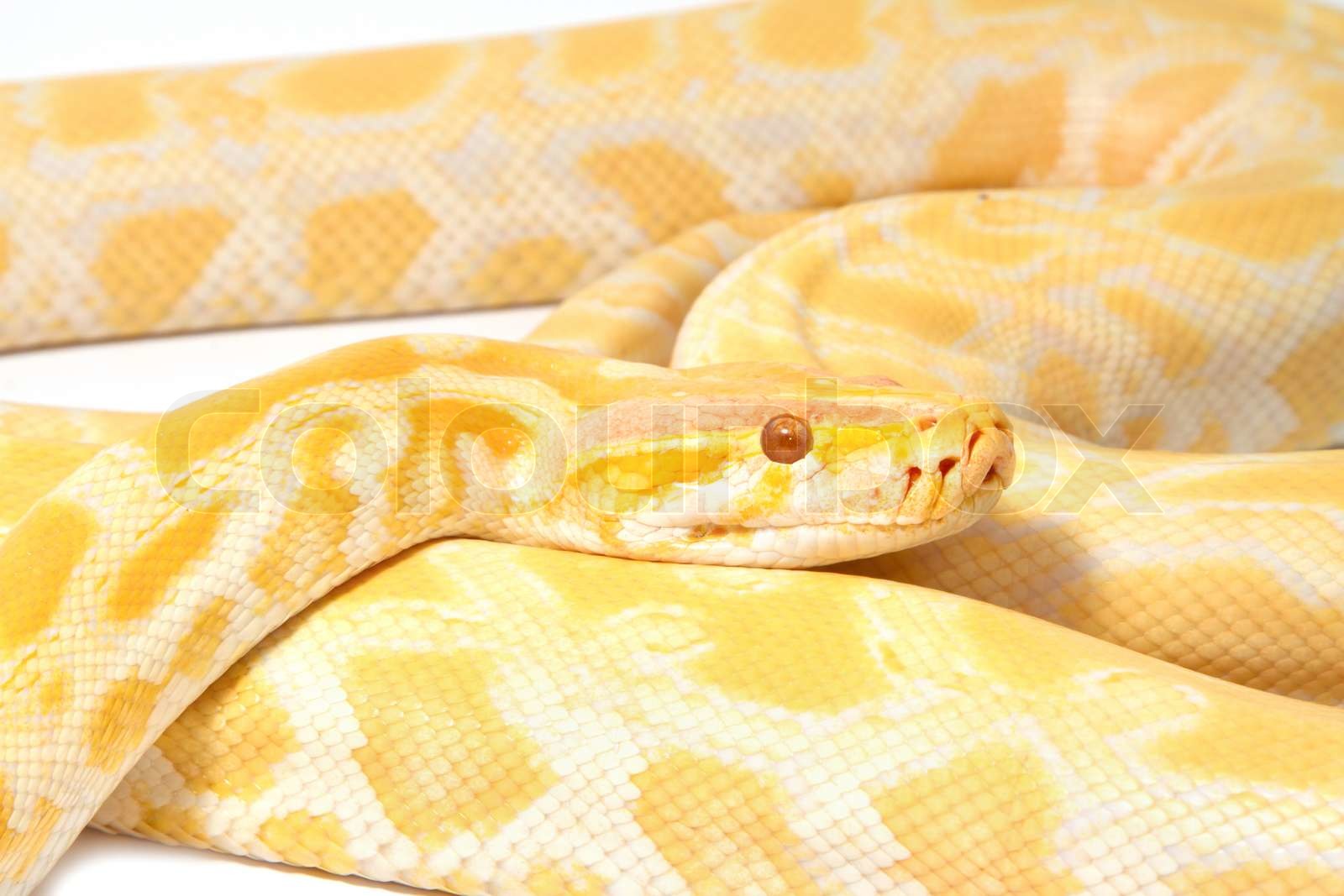 Gold Python,Abino snake | Stock image | Colourbox