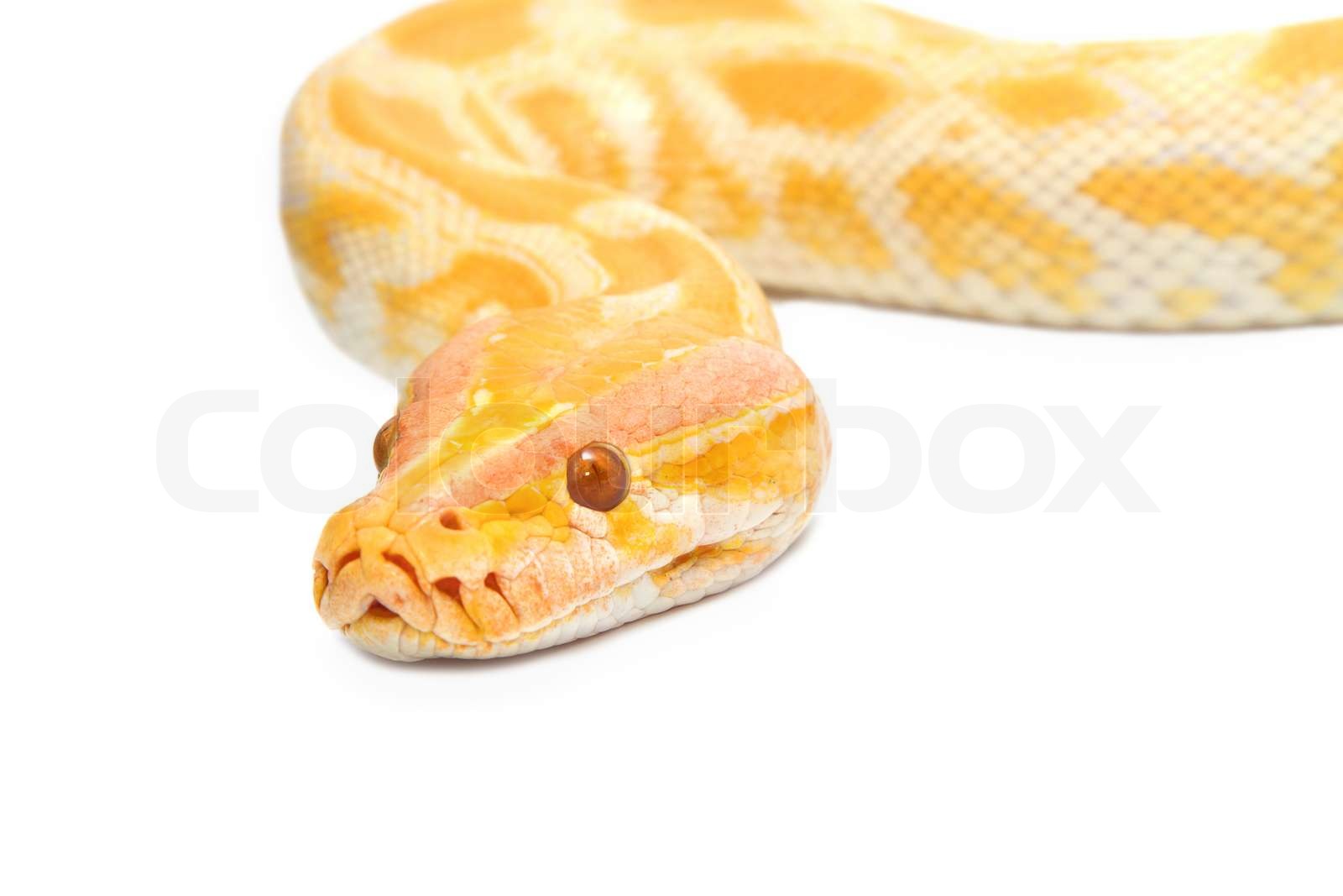 Gold Python,Abino snake | Stock image | Colourbox