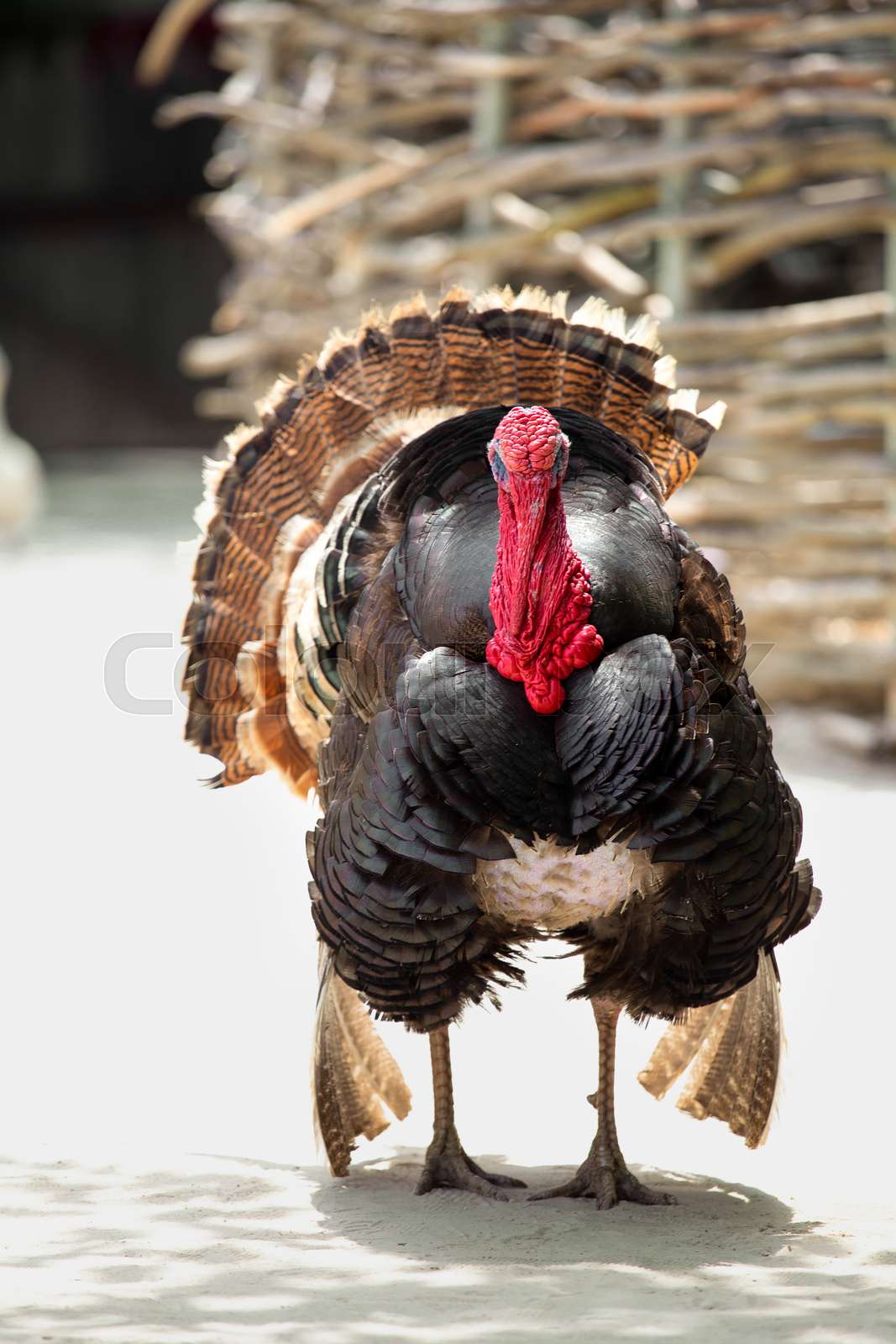Turkey Gobbler