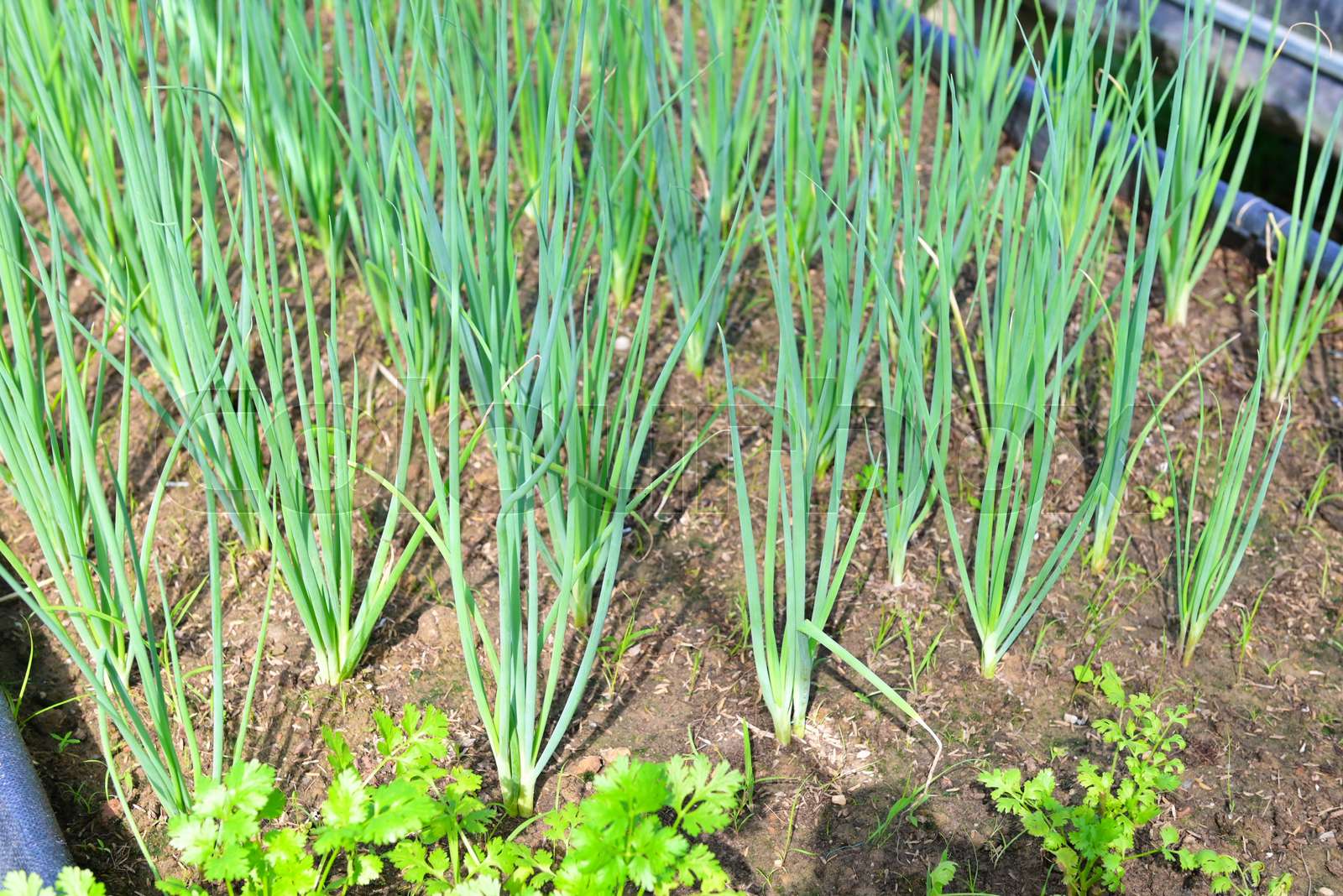 Spring onion vegetable farm soil vegetable garden, organic spring onion ...
