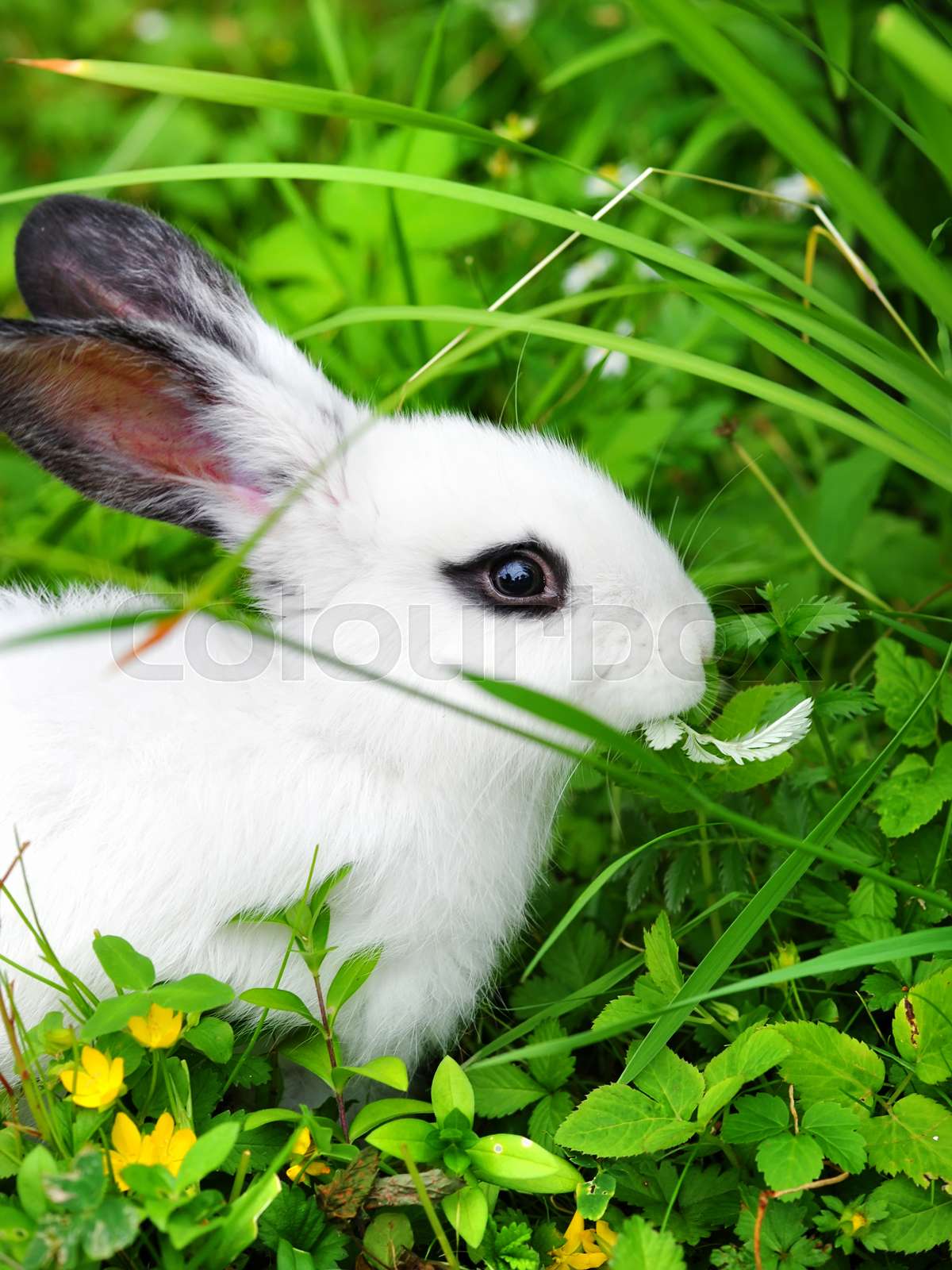 Baby Rabbit White