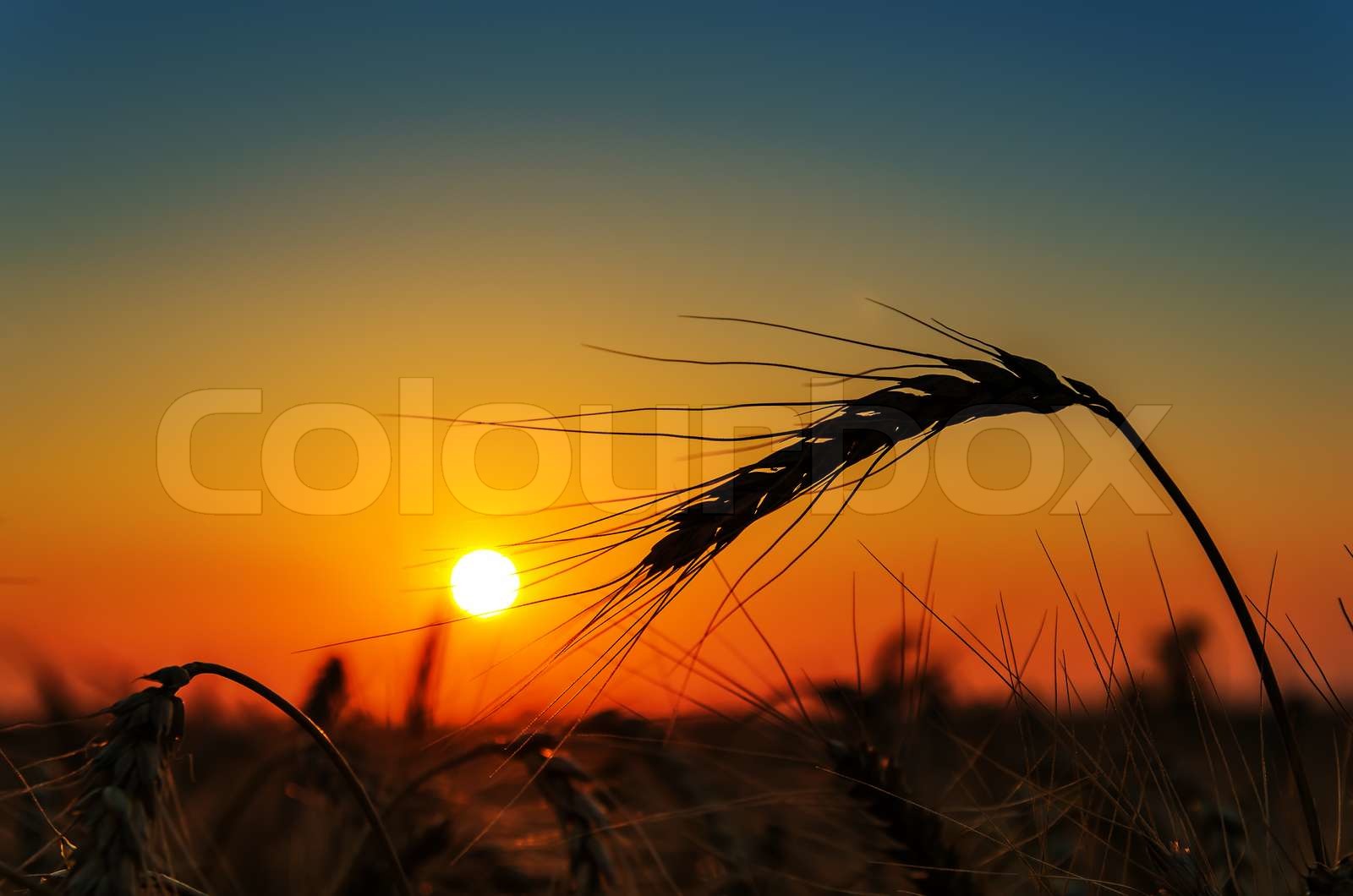 sun over grain field in summer | Stock image | Colourbox