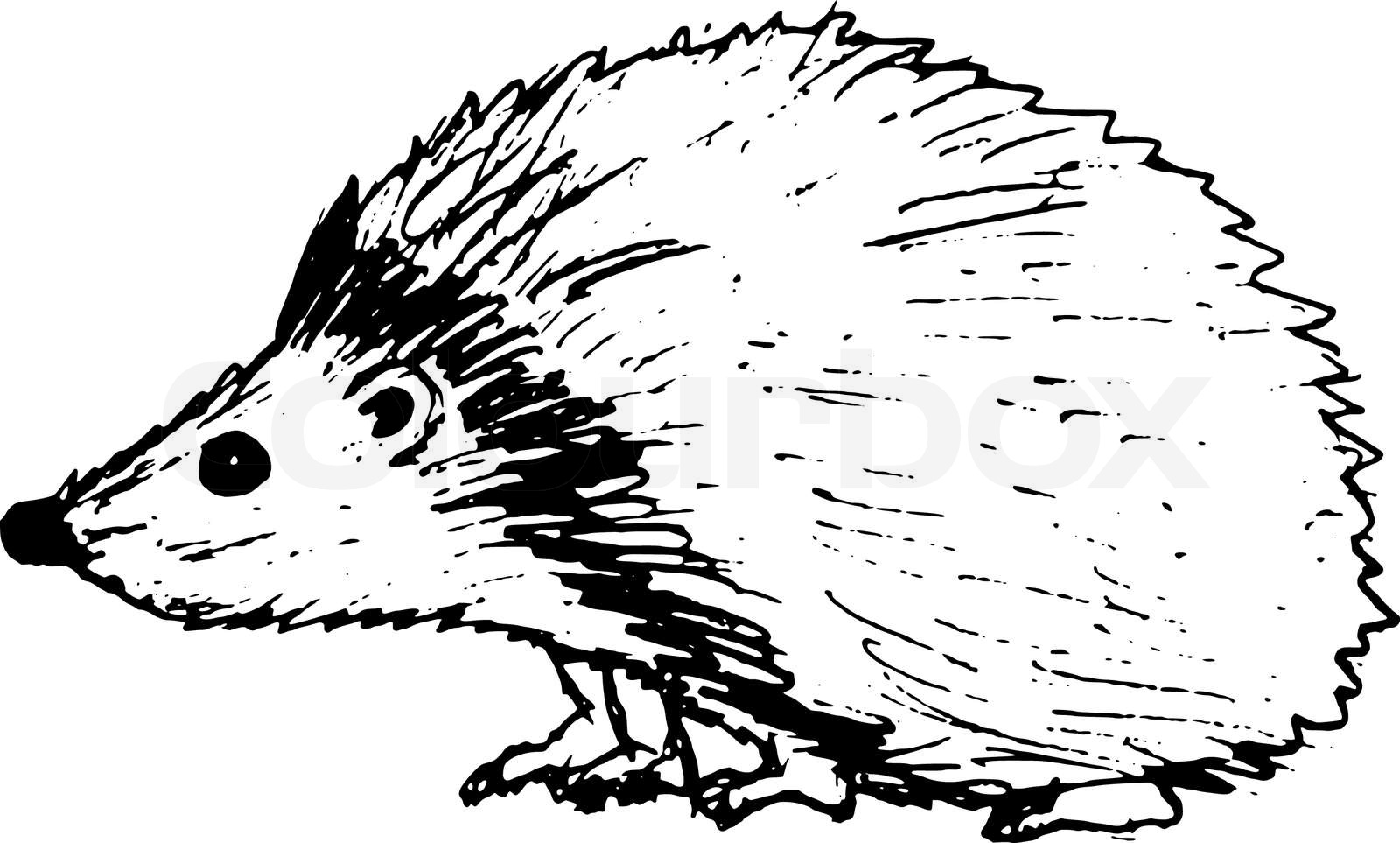 Igel | Stock-Vektor | Colourbox
