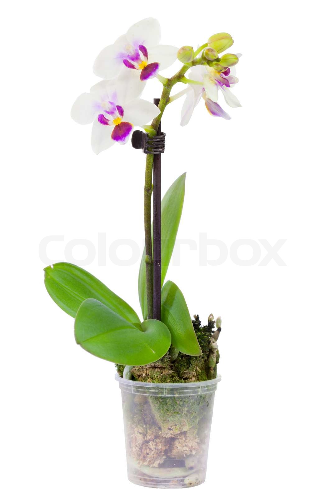 Blühende Pflanzen von kleinen Orchideen im Blumentopf isoliert auf weiß ...