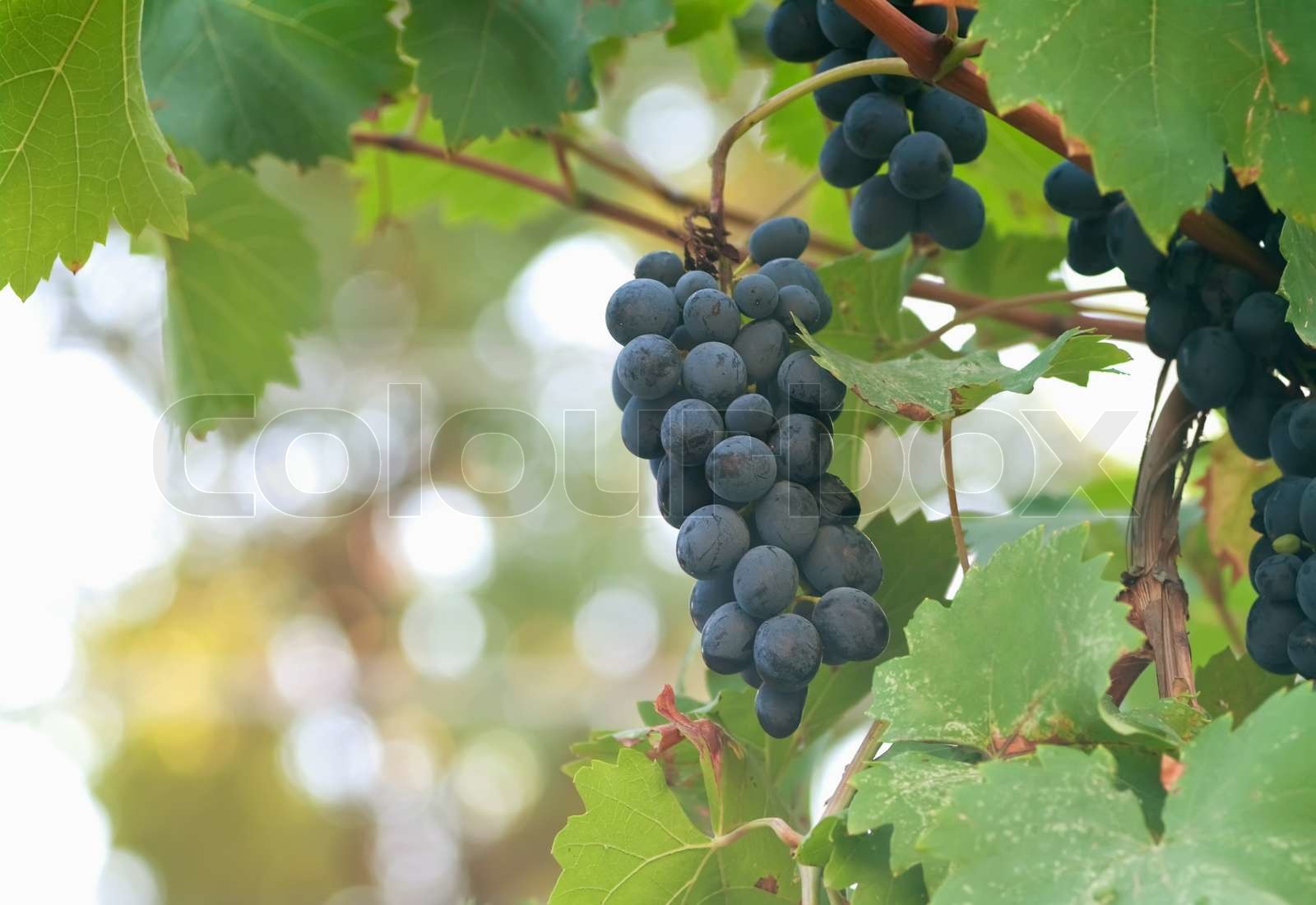 Trauben | Stock Bild | Colourbox