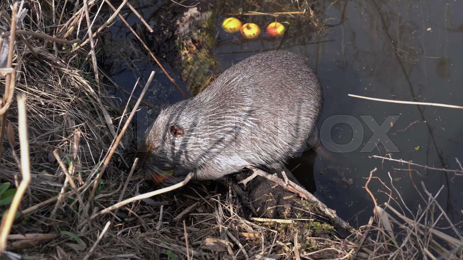 The grey adult nutria eats an apple holding it in its paws by the pond ...