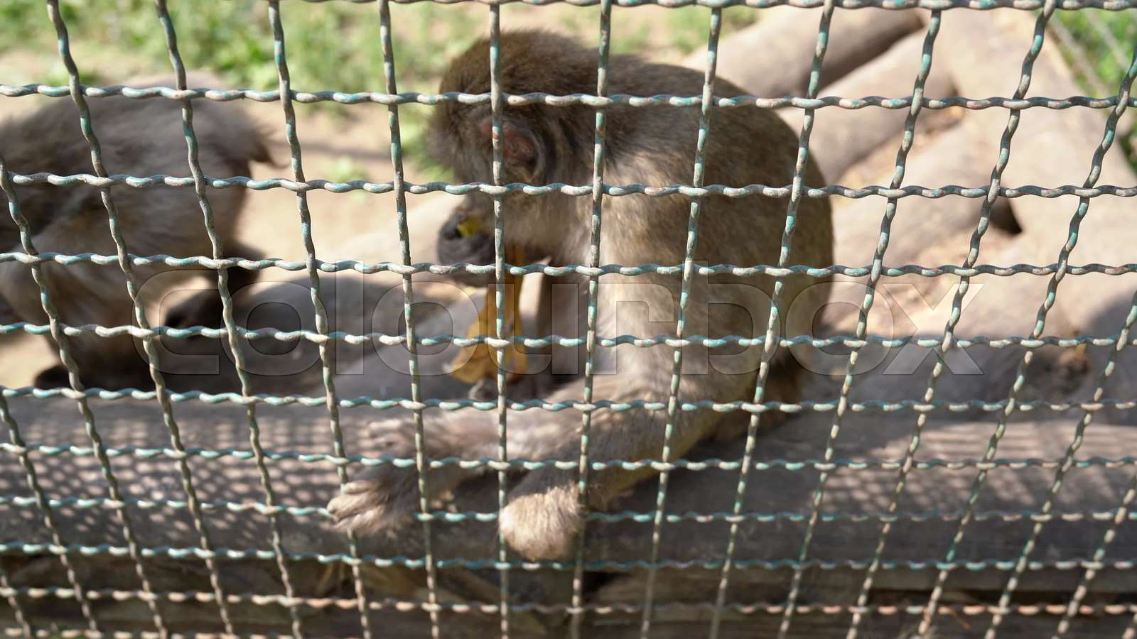 Monkey eats a banana in a zoo cage and then gets up and leaves. The ...