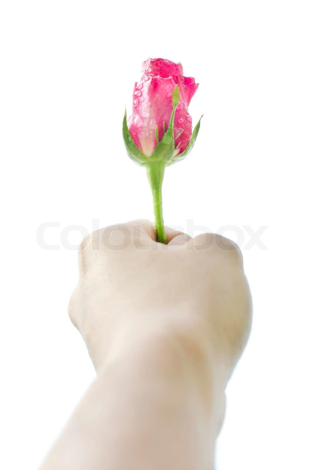 rose in hand,giving rose | Stock image | Colourbox