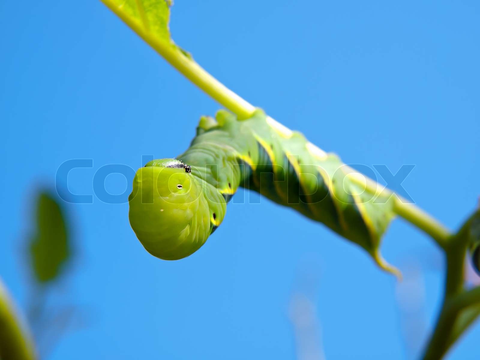 Green Fruitworm | Stock image | Colourbox