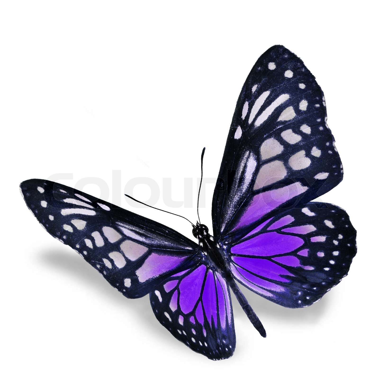 Purple Butterfly | Stock image | Colourbox