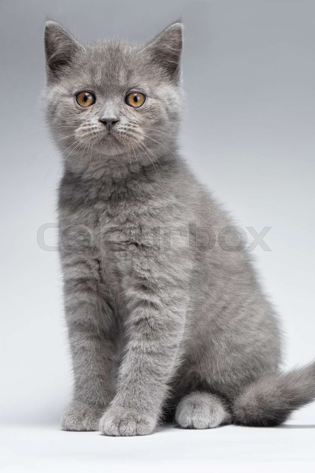 British Blue Cat Kitten