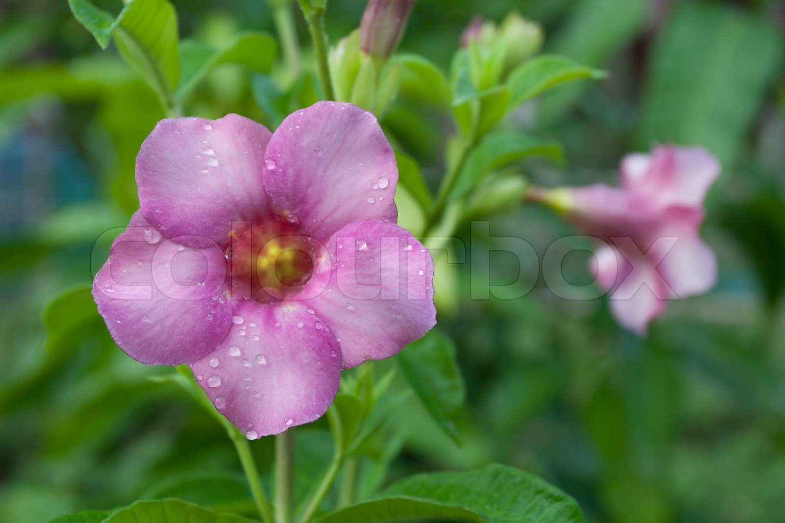 Pink allamanda flowers | Stock image | Colourbox