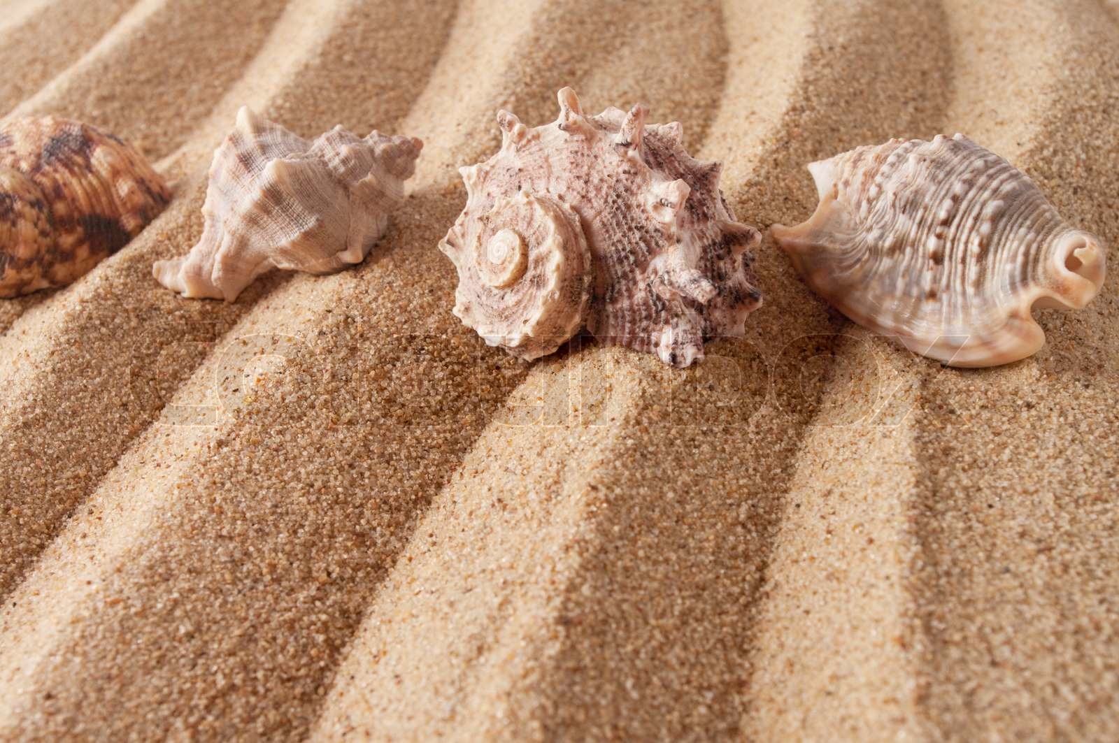 seashells in sand | Stock image | Colourbox