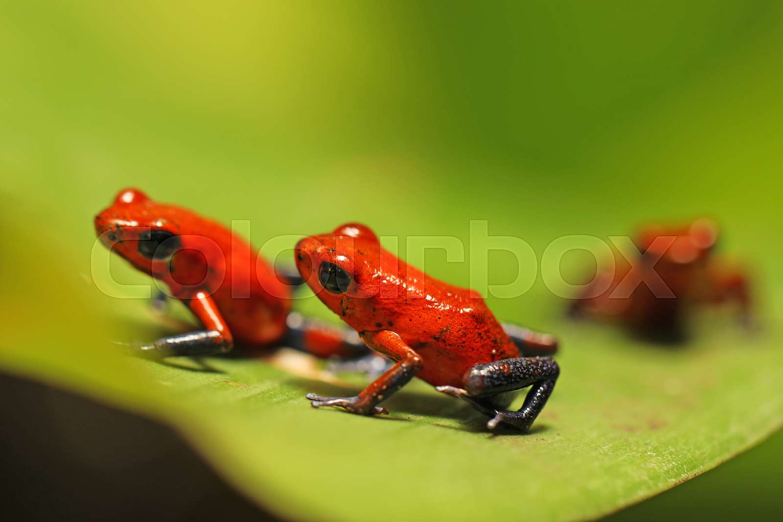 Red And Black Poison Dart Frog