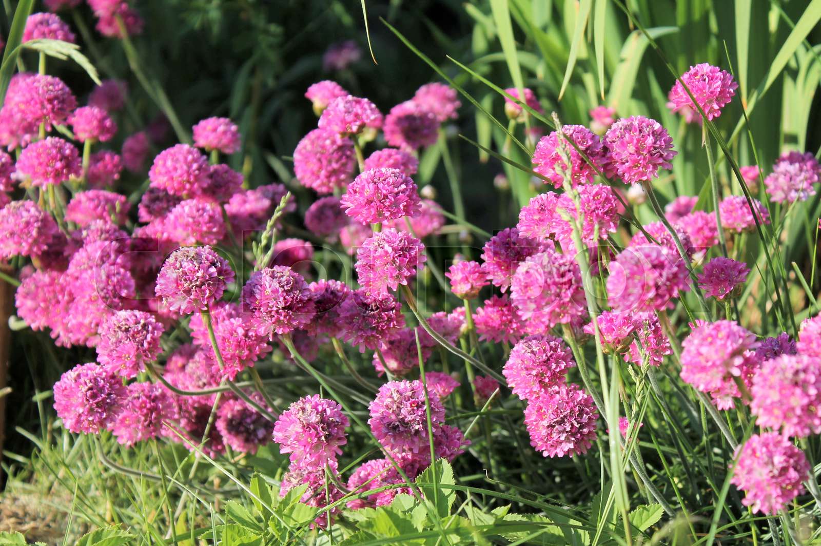 maritima, british, grass | Stock image | Colourbox