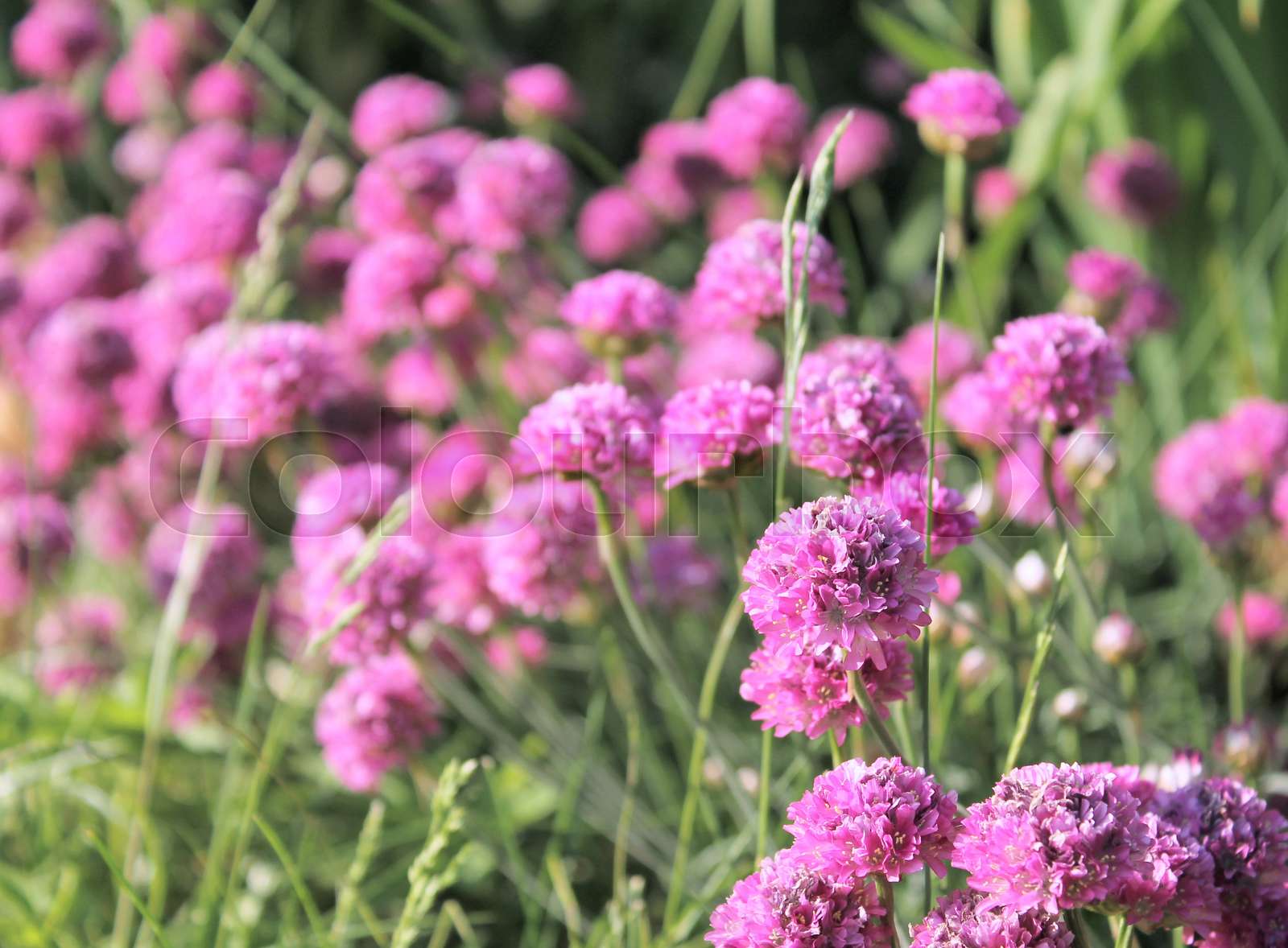 maritima, british, grass | Stock image | Colourbox