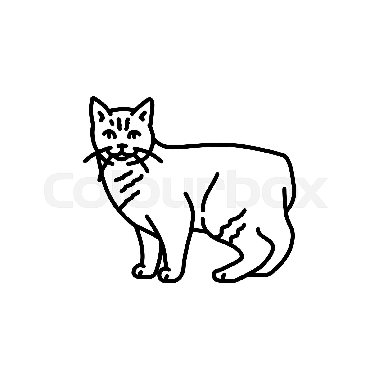 Black And White Manx Cat