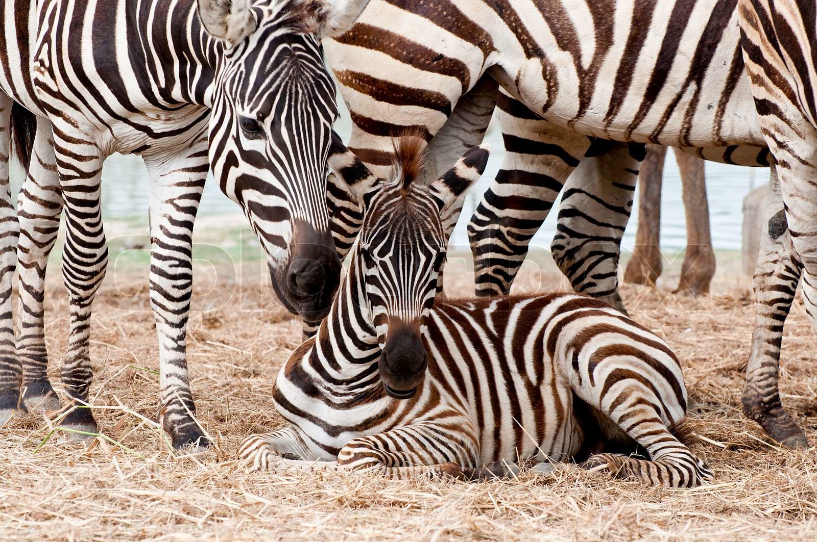 The Zebra family | Stock image | Colourbox