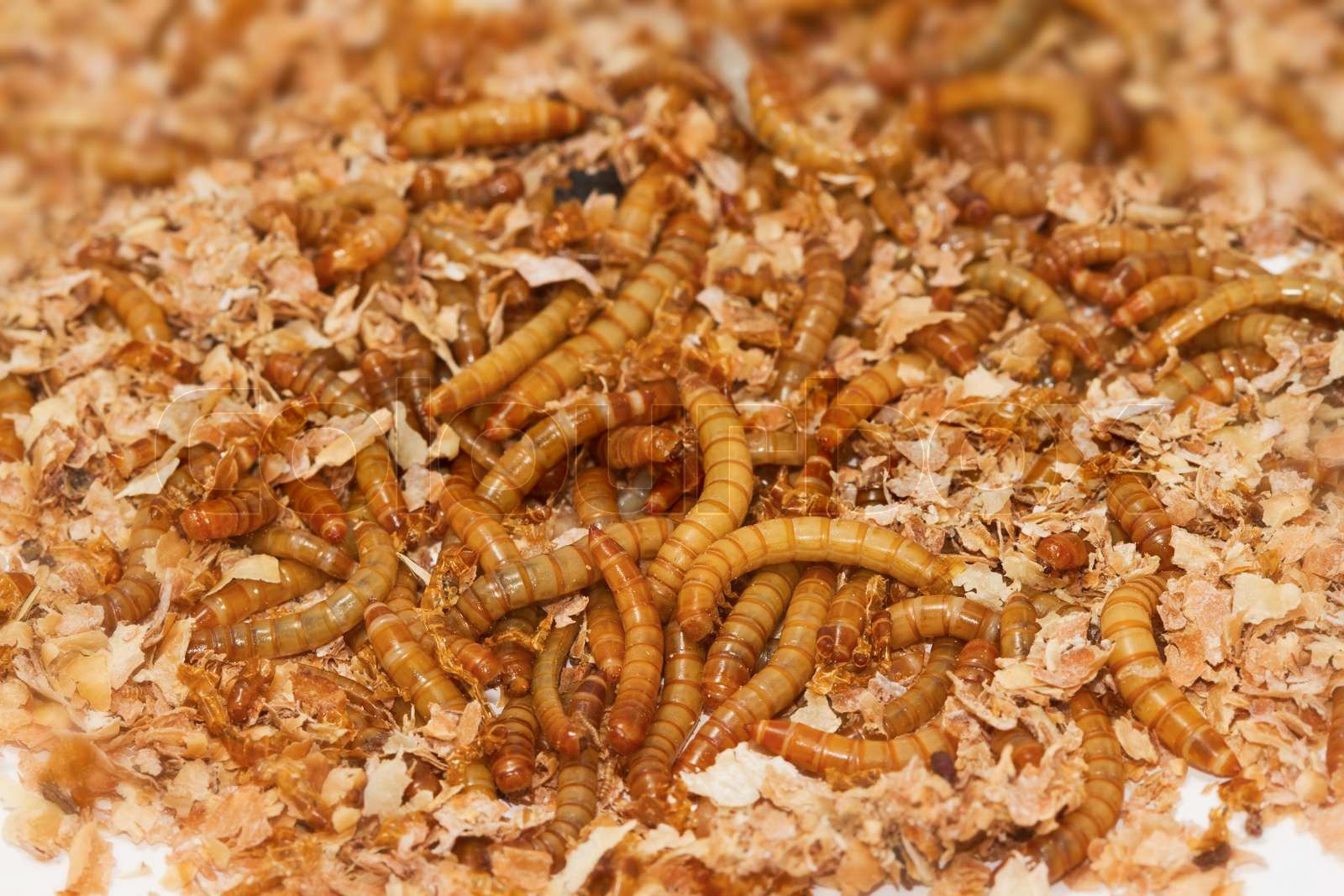 meal worms in wheat bran | Stock image | Colourbox