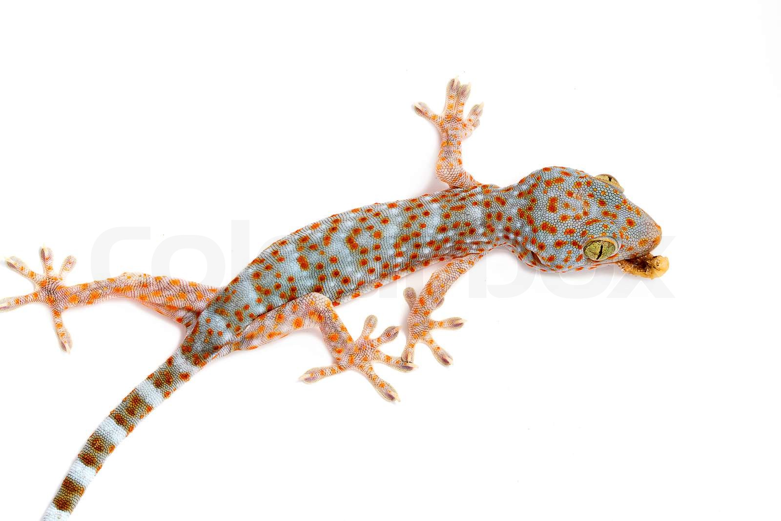 Gecko eating prey | Stock image | Colourbox