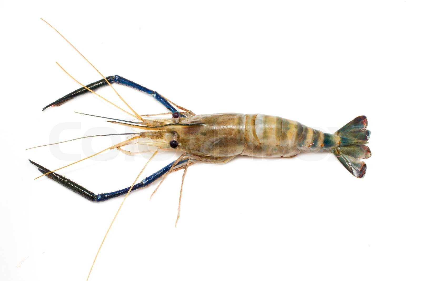 giant freshwater prawn | Stock image | Colourbox