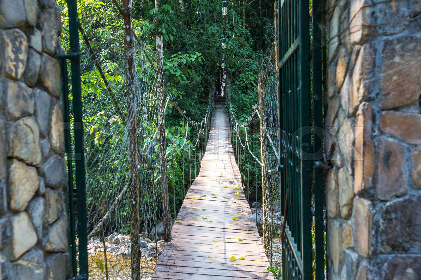 Bridge in jungle | Stock image | Colourbox