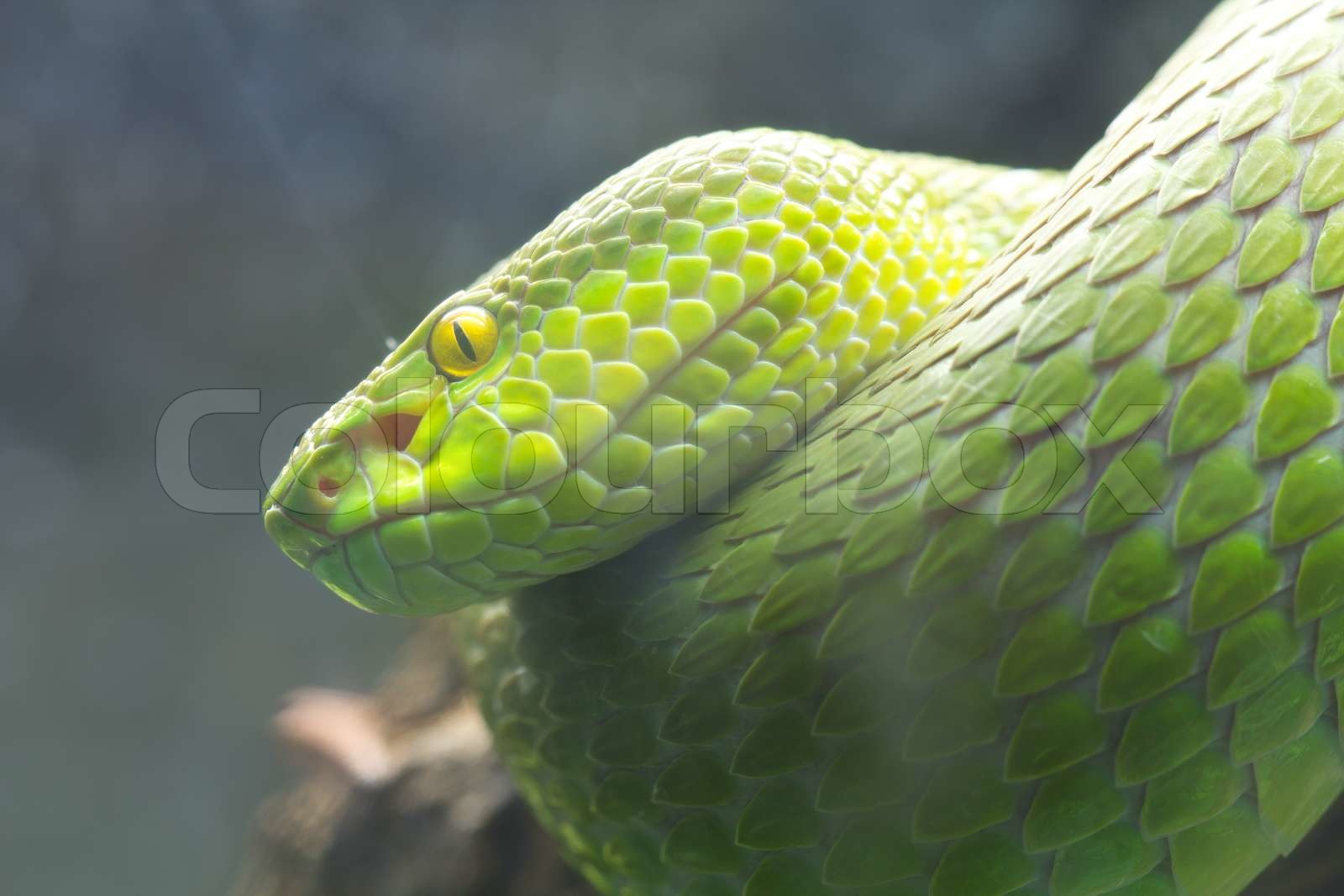 Green snake | Stock image | Colourbox