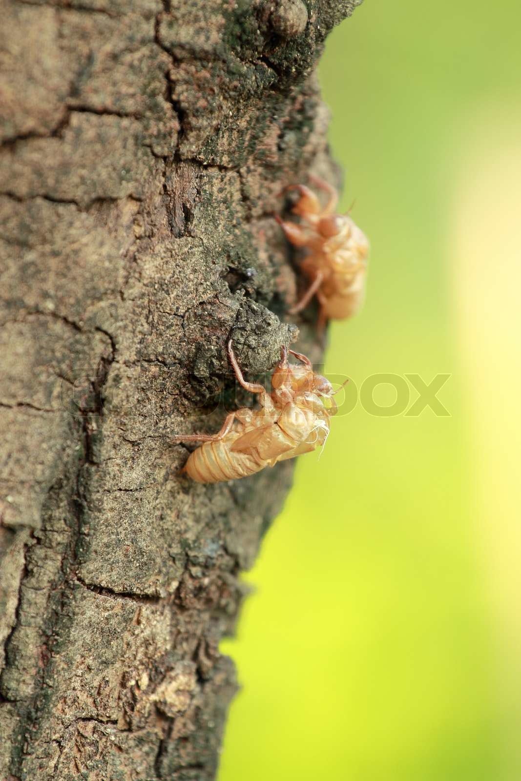 Cicada Shell On Tree