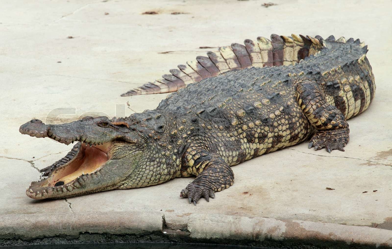 Crocodile | Stock image | Colourbox
