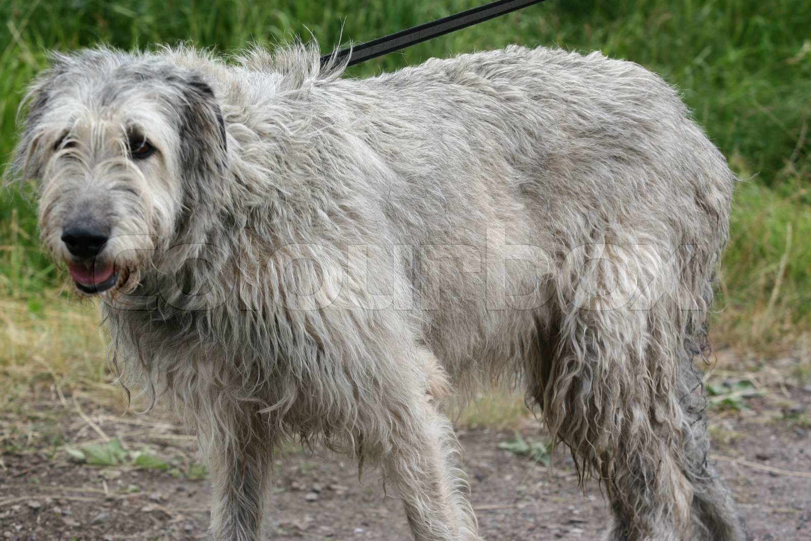 hund, grau, hunde | Stock Bild | Colourbox