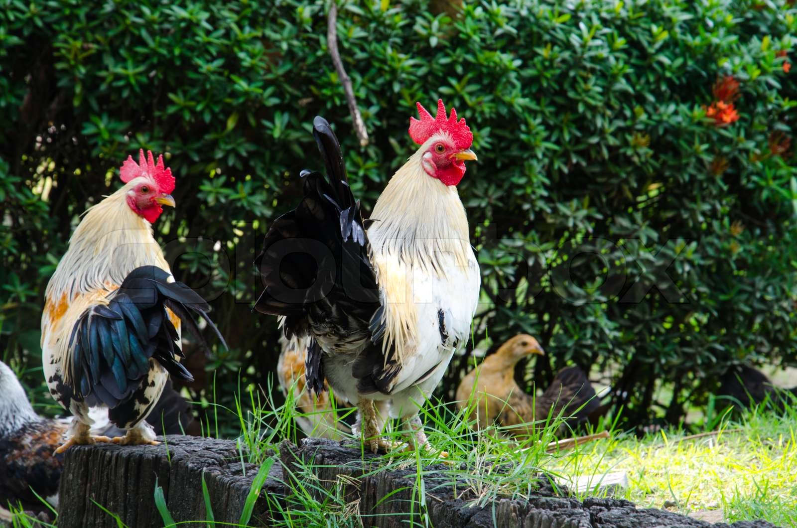 2 Bantam | Stock image | Colourbox